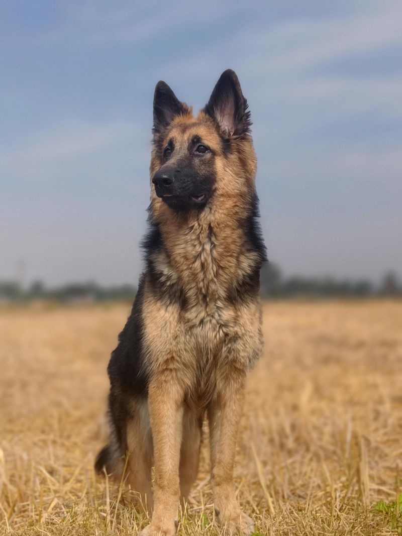 The 'stop blaming trauma' argument is splitting dog owners – 12 breeds ...