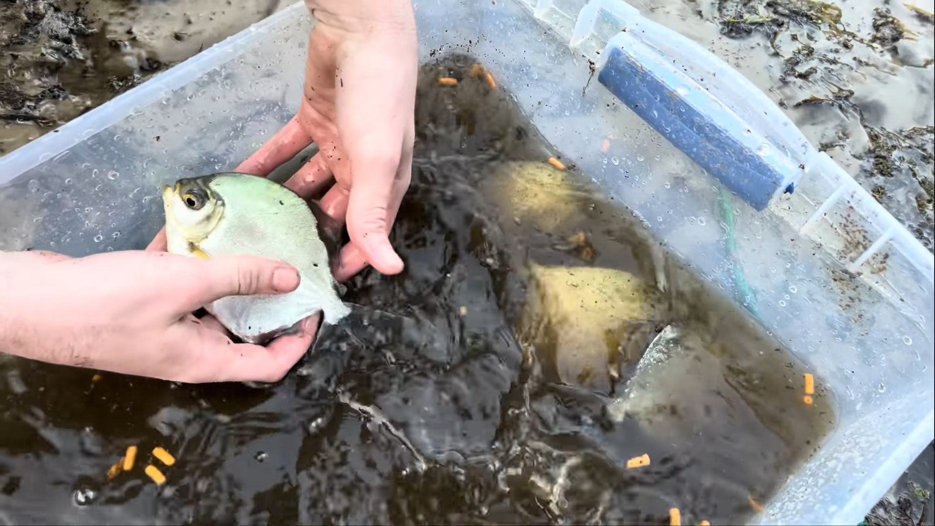 Saving fish from a pond that was about to disappear