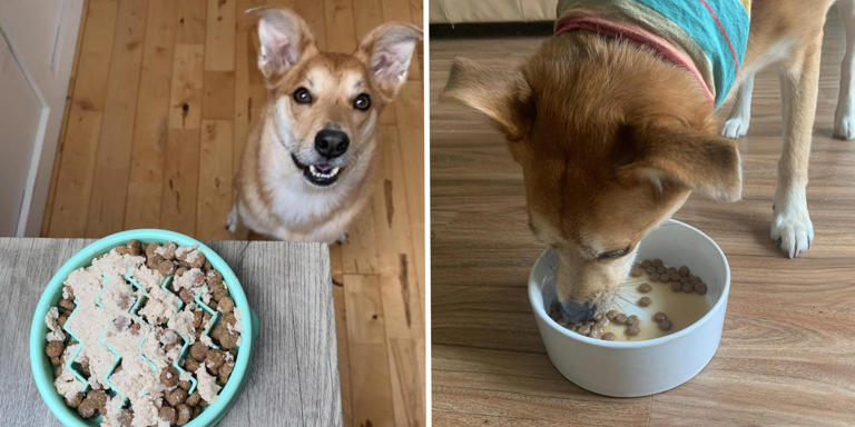 The best dog food toppers for picky eaters