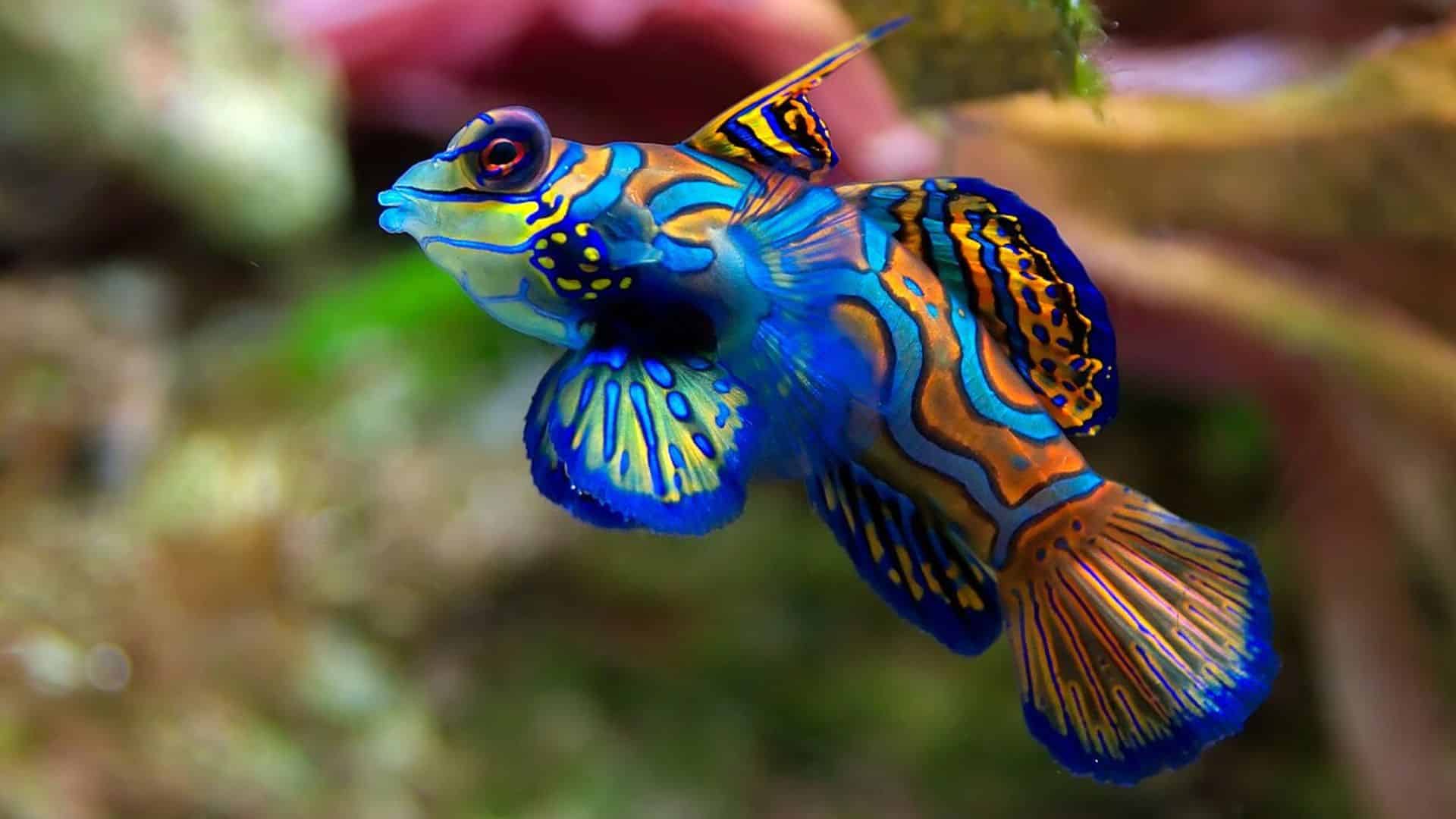 Animals that are a visual wonder to behold