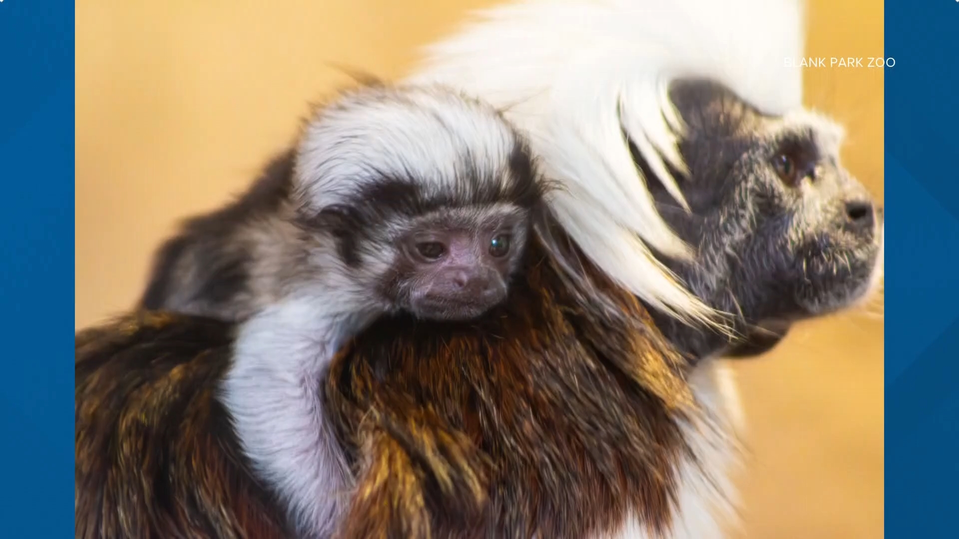 Cotton-top tamarin born at Blank Park Zoo