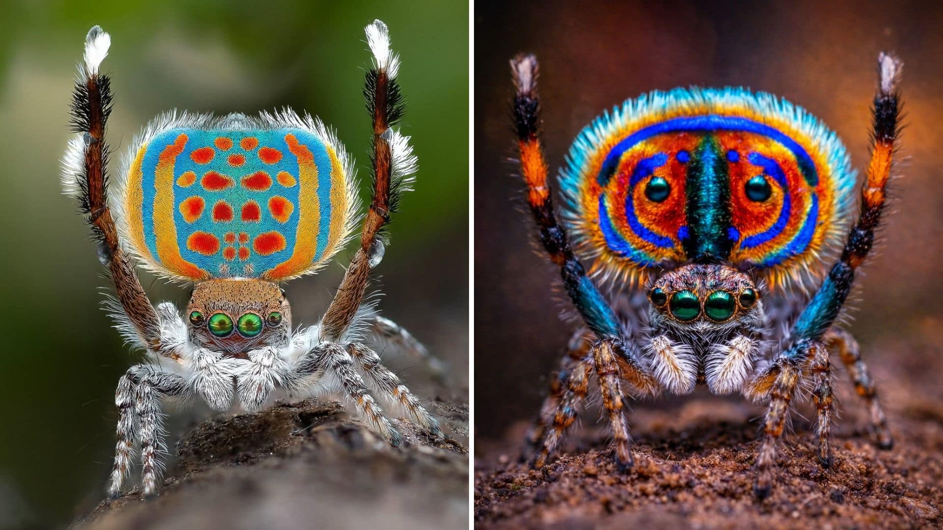 Animals that are a visual wonder to behold