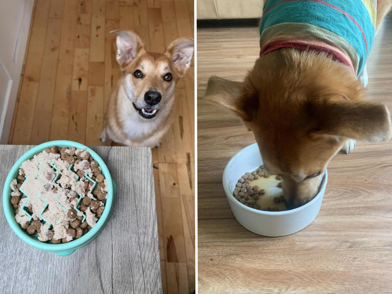 The best dog food toppers for picky eaters