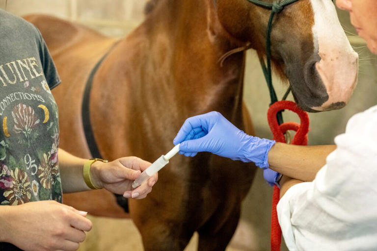 Horses can smell fear – and it changes their behaviour, study finds