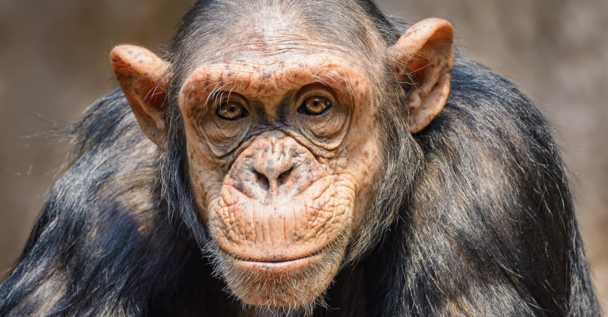 The smartest animals in the world, ranked