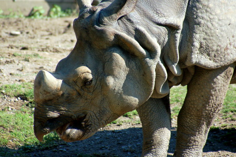 10 animals that are going extinct