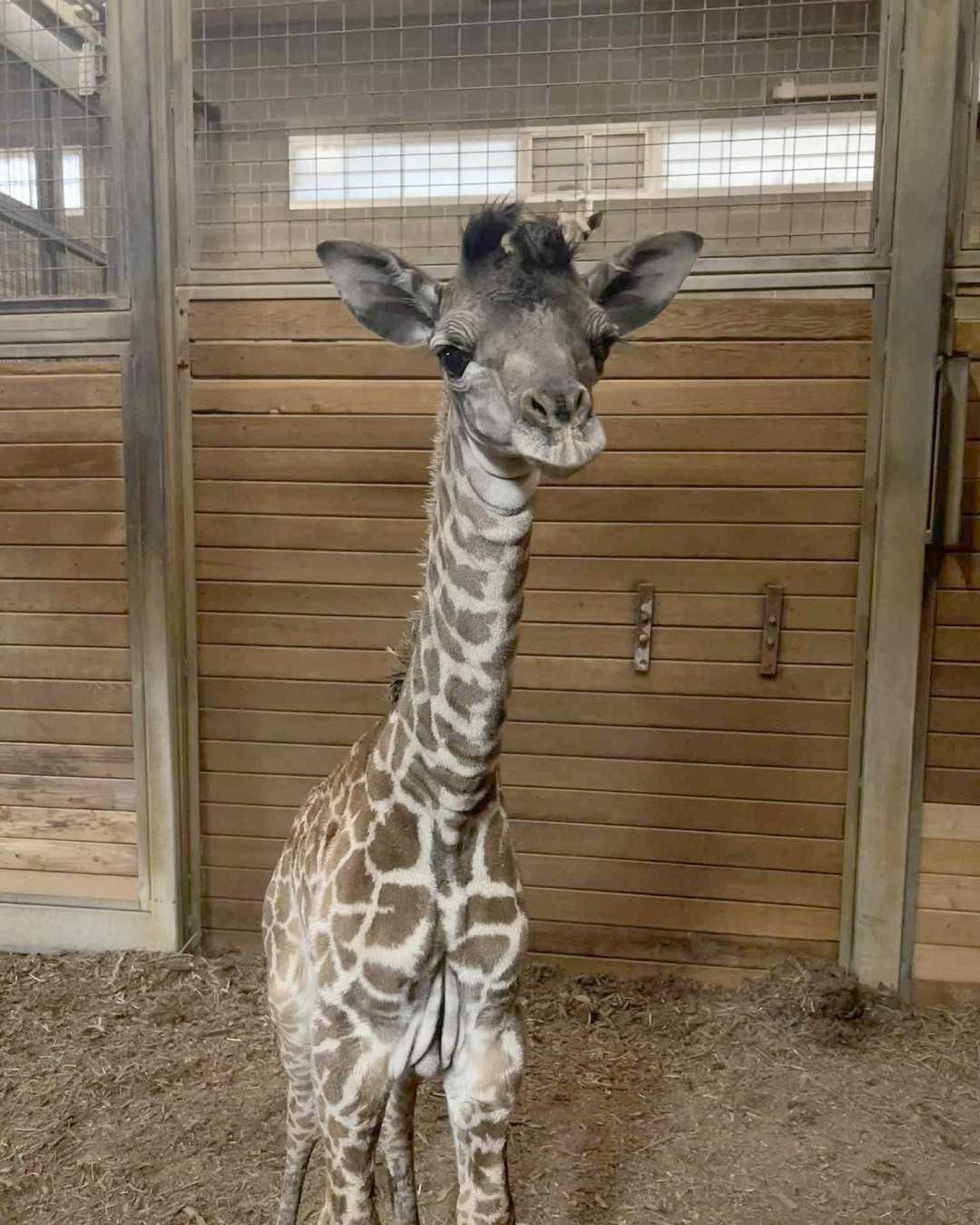 Kansas City Zoo delays giraffe crossing opening because of weather ...