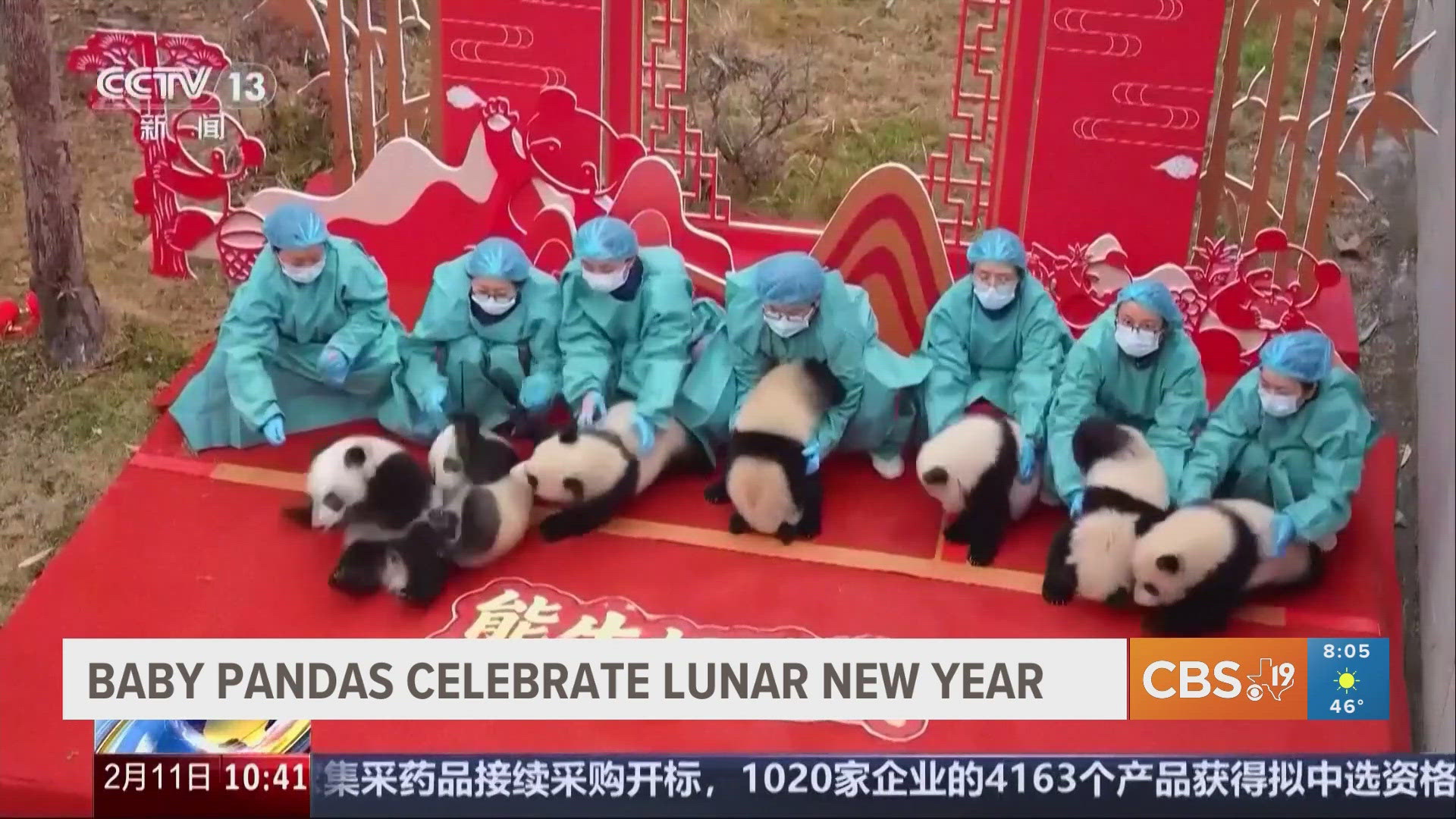 Baby pandas celebrate Lunar New Year