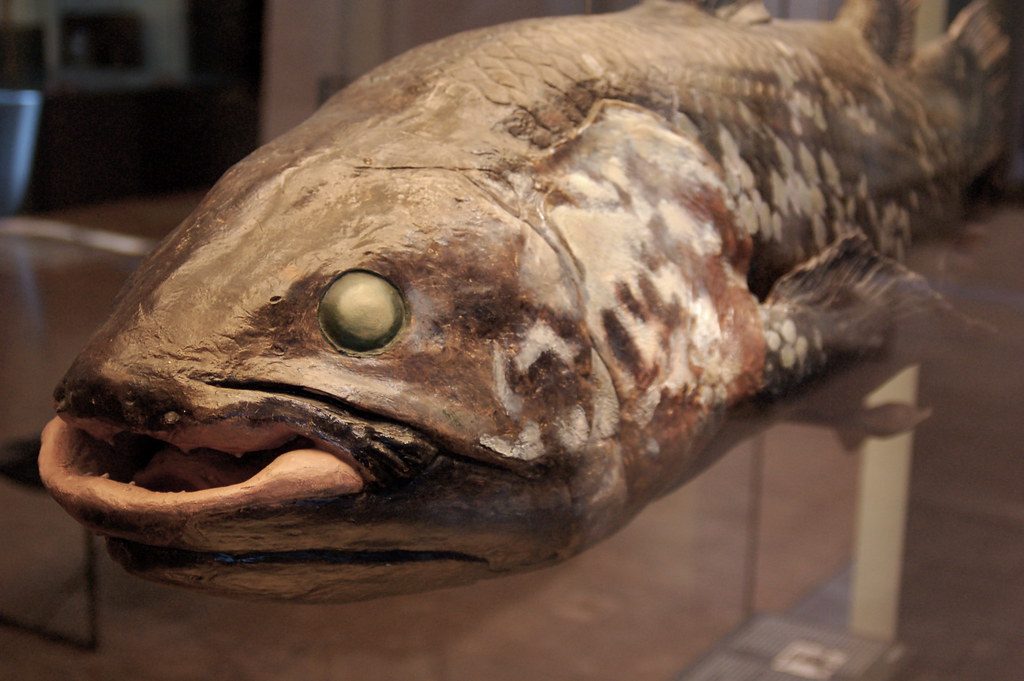 8 wildlife comebacks no one expected to see again