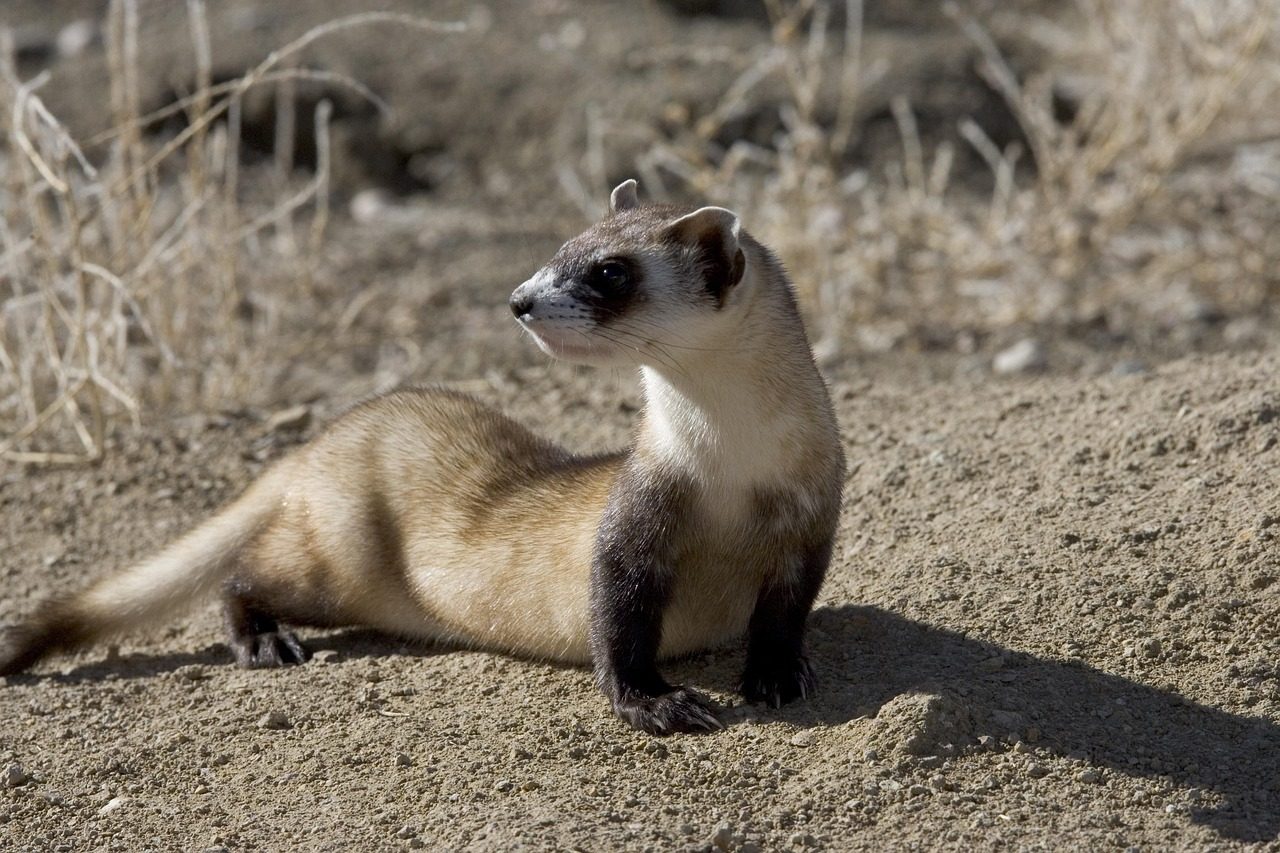 8 wildlife comebacks no one expected to see again