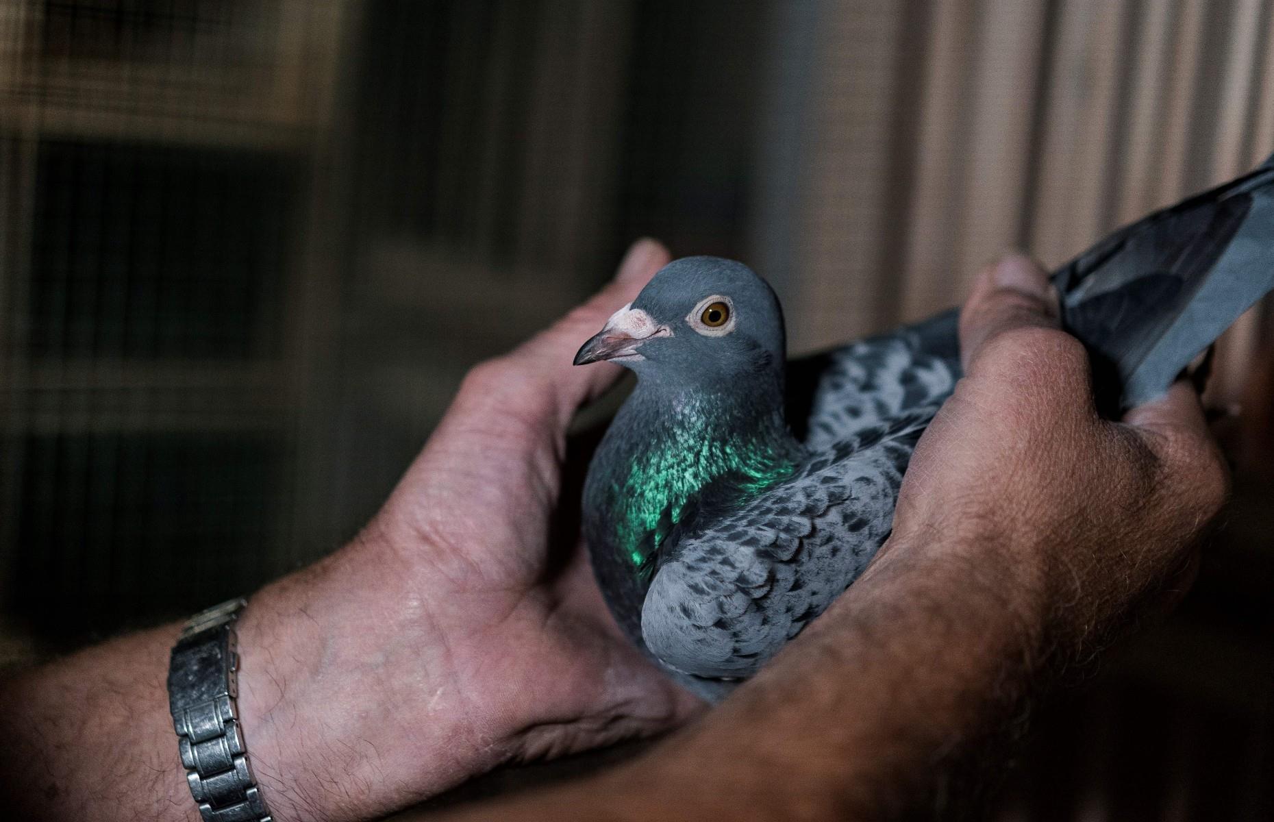 Meet the world's 19 most expensive animals – and see their mind ...