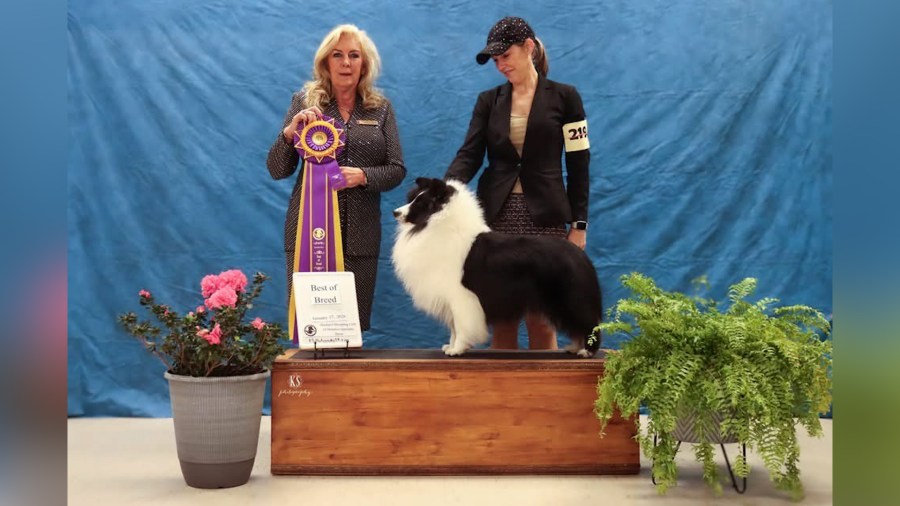 Iowa dog wins 'Best in Breed' at Westminster Kennel Club Dog Show