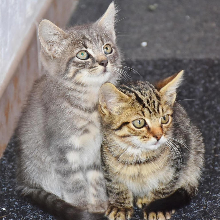 Clues that confirm your cat is truly happy with you, according to ...