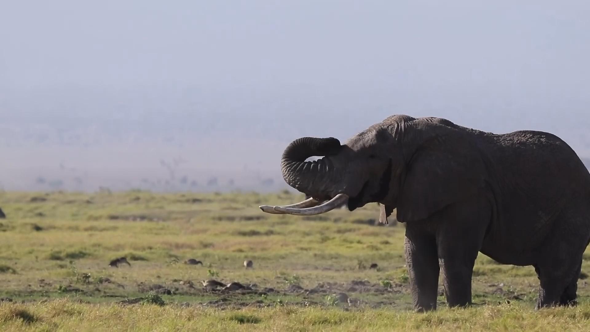 Researchers say elephants’ super-supple trunk whiskers could inspire ...