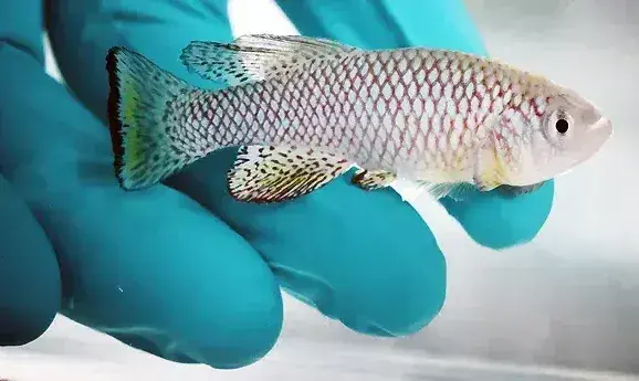 Fast-aging fish reveals how kidneys age and how a common drug protects them