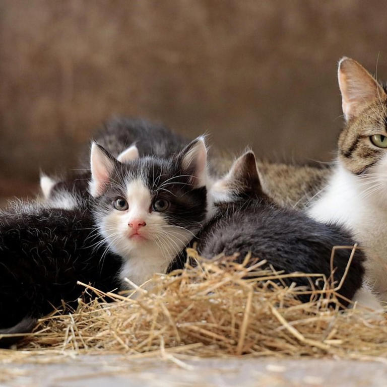 Clues that confirm your cat is truly happy with you, according to ...