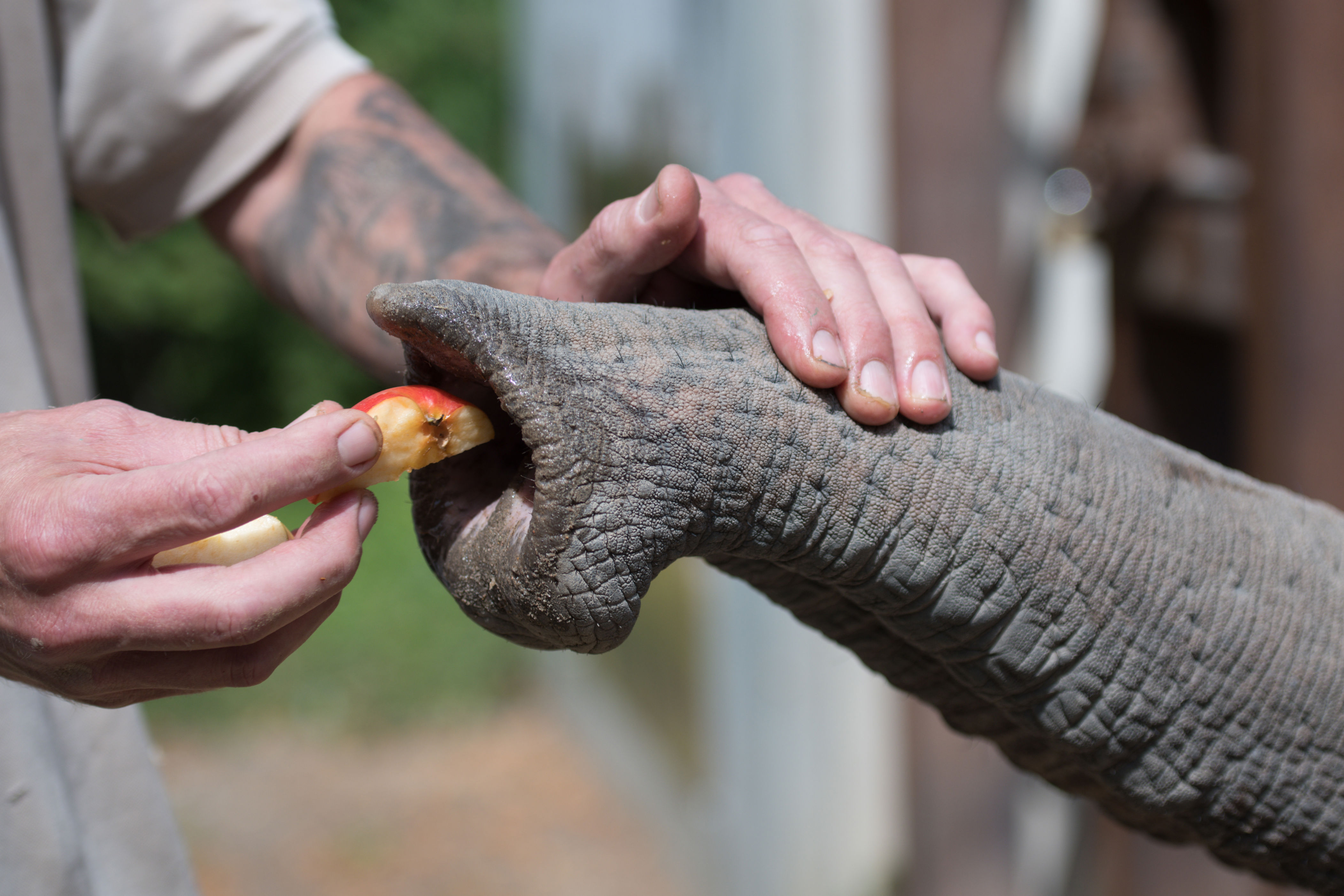 Scientists have discovered one of elephants’ most sensitive secrets
