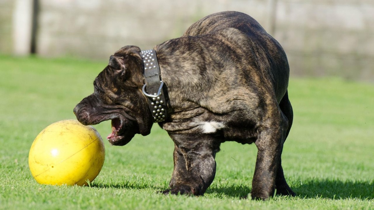Veterinarians list 9 signs your dog may be pulling away from you