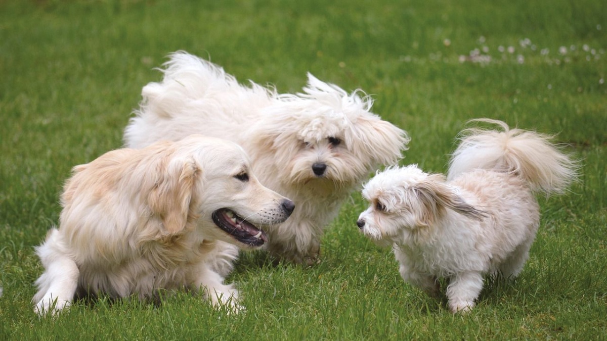 Veterinarians list 9 signs your dog may be pulling away from you