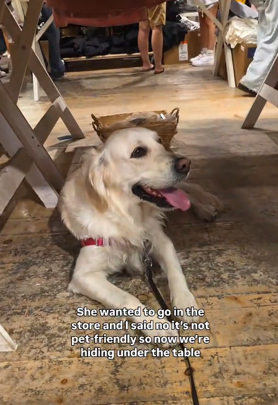 I pretend I’m in charge | Funny golden retriever moments