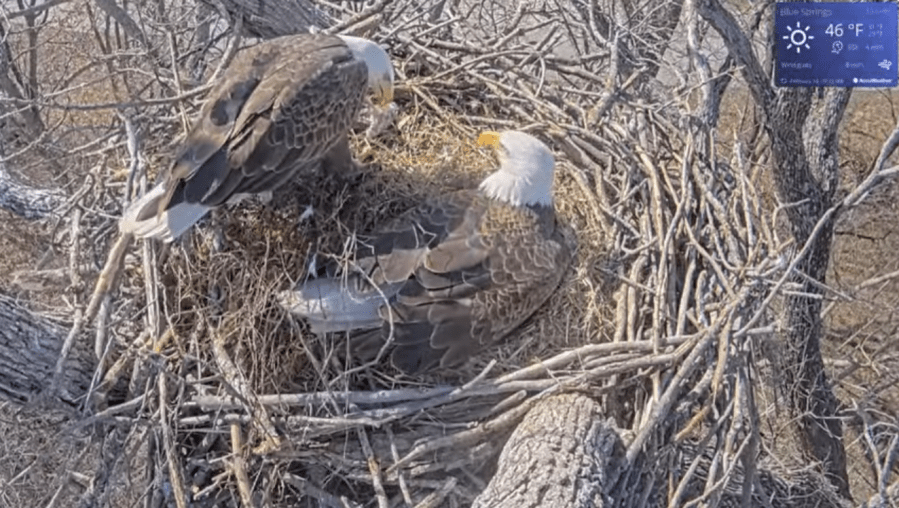 Meet the bald eagle pair who laid their first eggs on camera in eastern ...