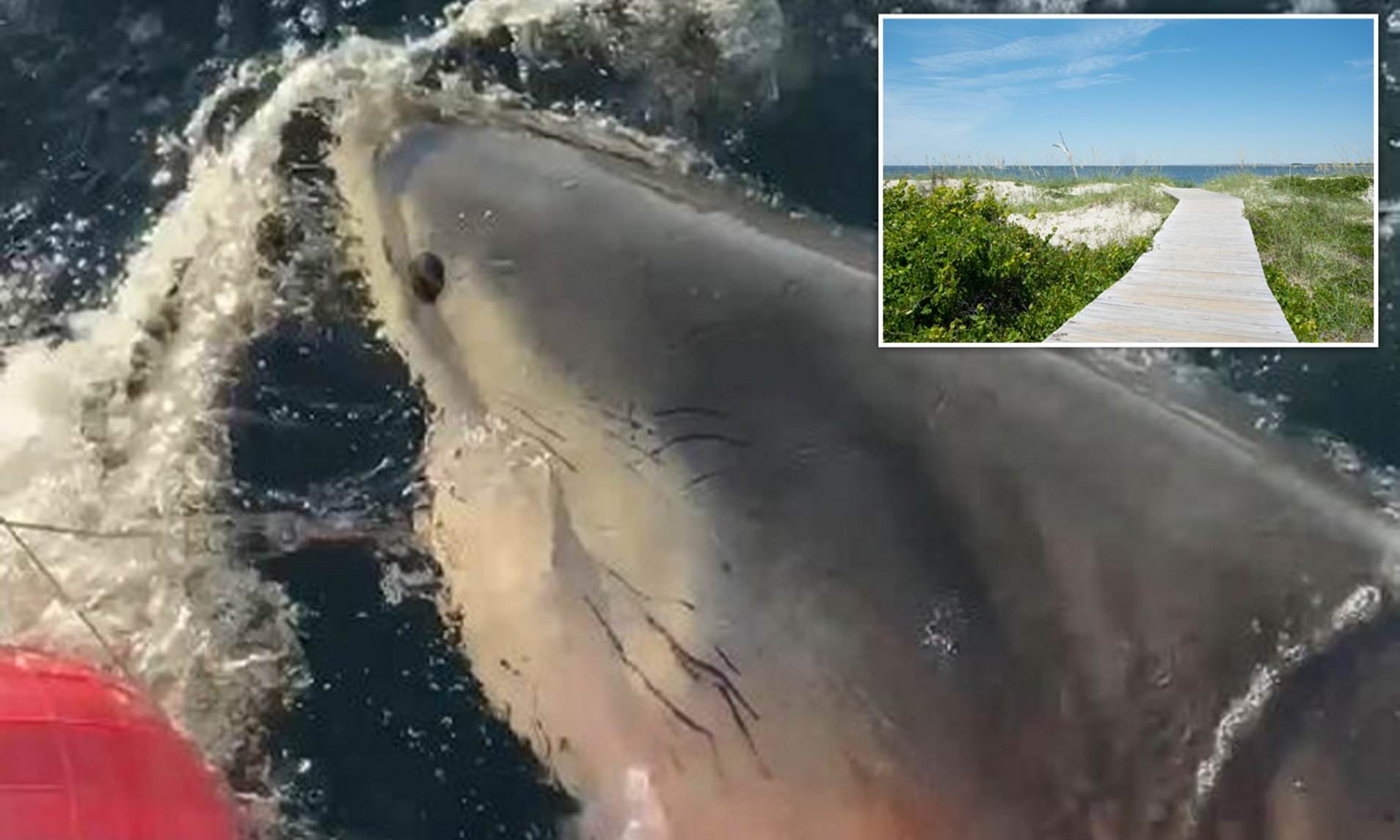 Largest great white shark ever recorded in Atlantic is swimming off ...