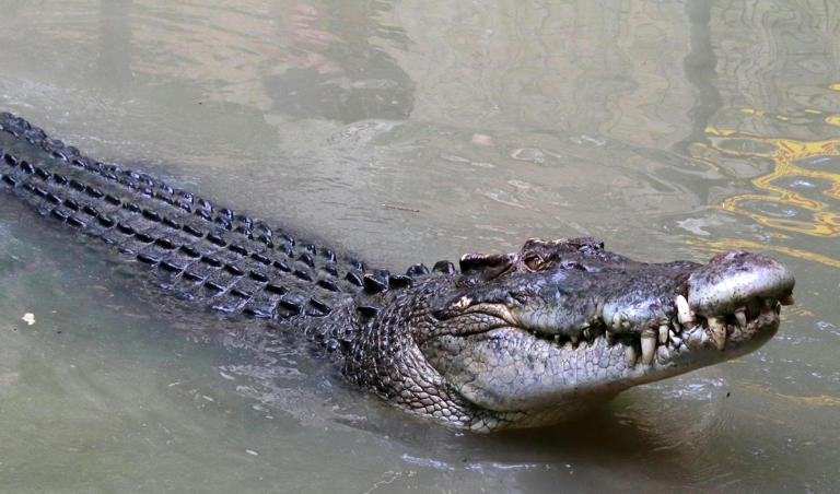 Un padre fue devorado por un enorme cocodrilo cuando se bañaba con su ...