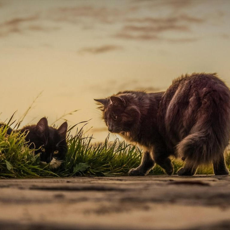 Clues that confirm your cat is truly happy with you, according to ...