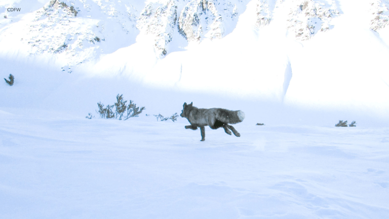Extremely rare fox captured, collared near Yosemite