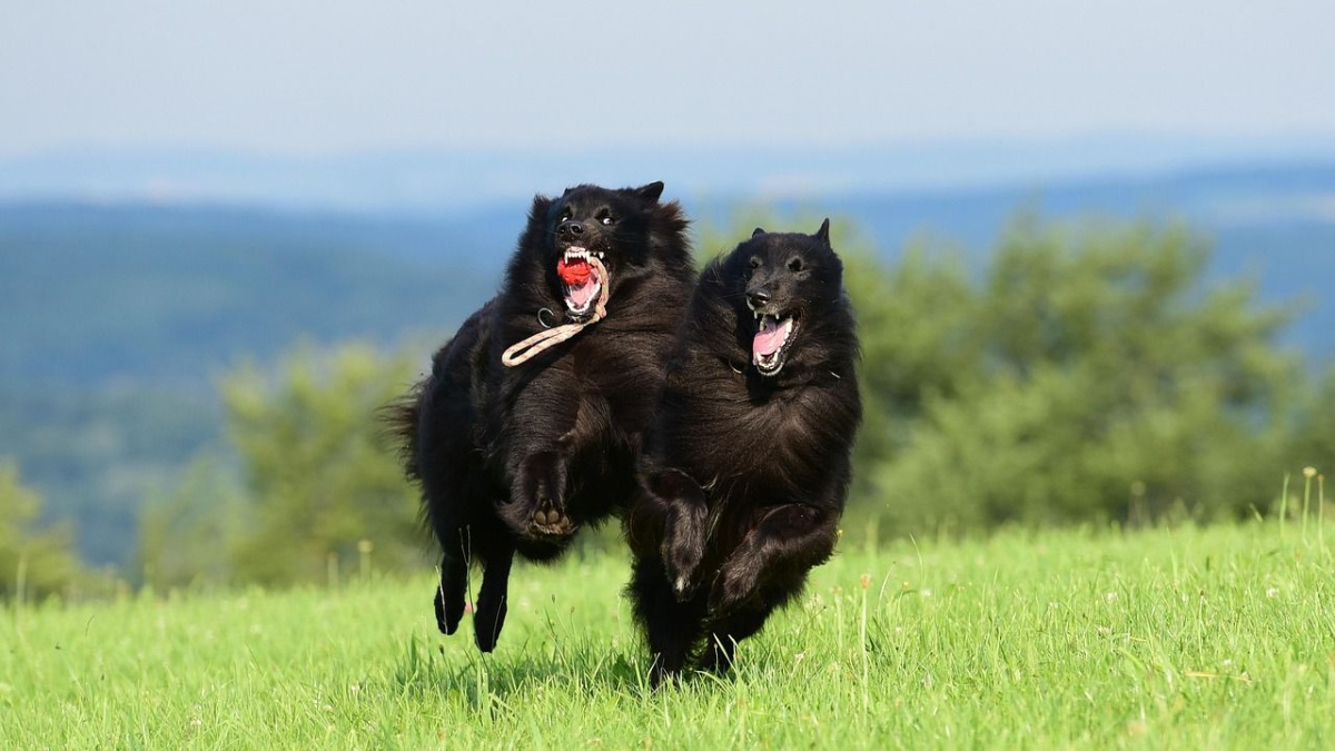 Veterinarians list 9 signs your dog may be pulling away from you