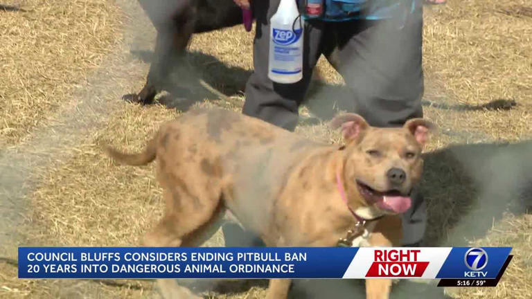 Council Bluffs mayor wants city to repeal pit bull ban
