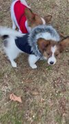 Papillon puppy tries to rip brother's blue coat