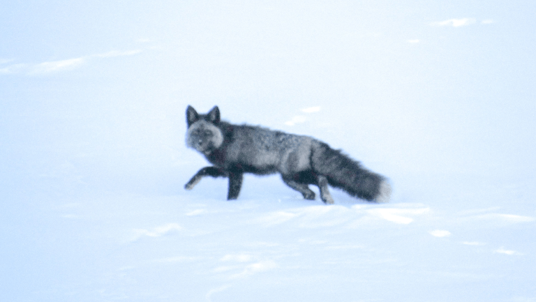 Extremely rare fox captured, collared near Yosemite