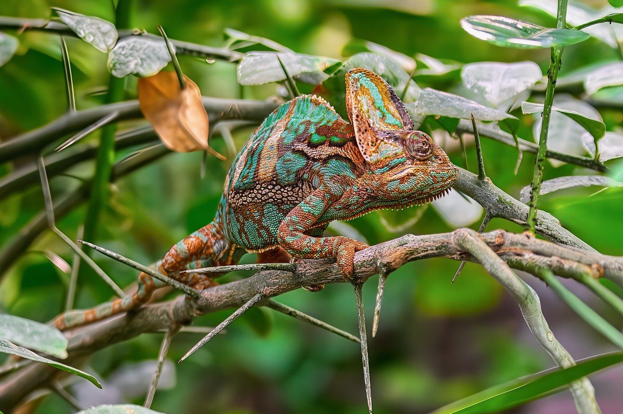 8 wildlife comebacks no one expected to see again