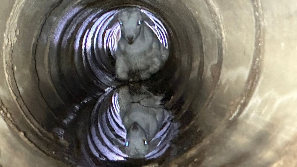 Baby goat rescued from deep 50-foot culvert in Biggs, Cal Fire says