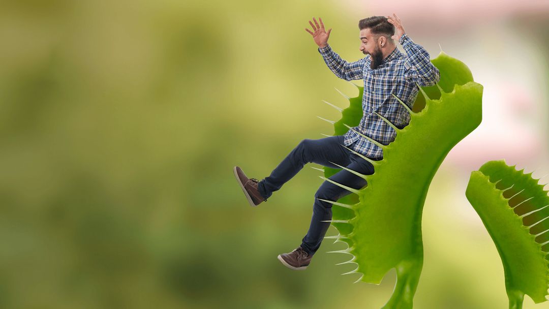 Trapped in a carnivorous plant: What would you do?