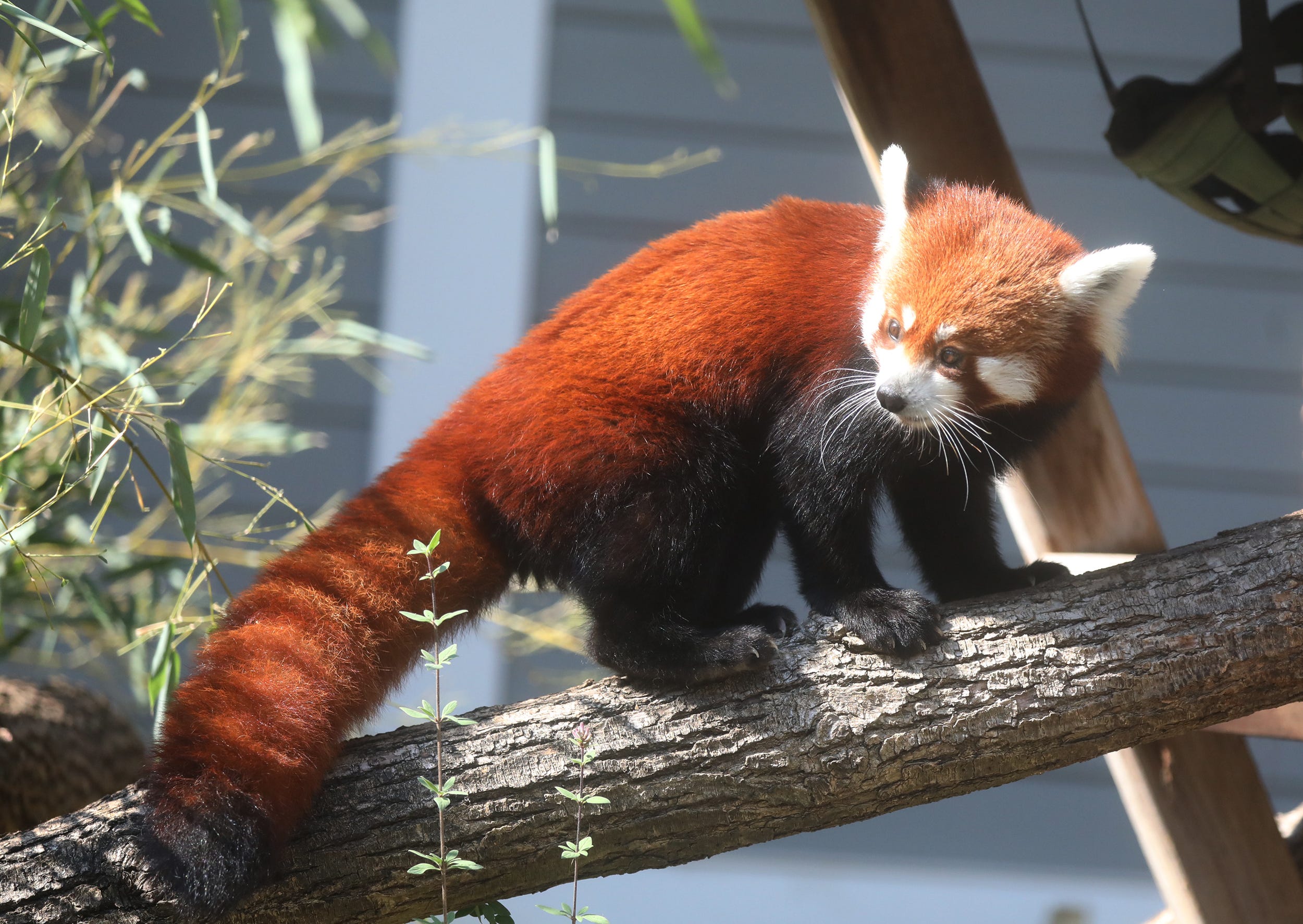 Seneca Park Zoo is about to say goodbye to its red panda