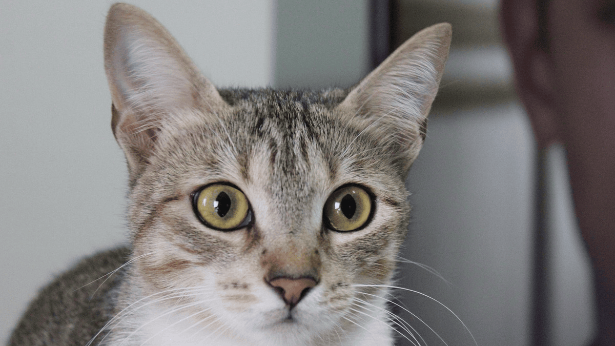 9 legendary tips from a veterinarian to keep your cat happy