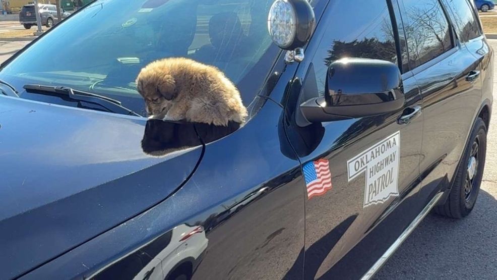Oklahoma trooper rescues abandoned dog along Turner Turnpike