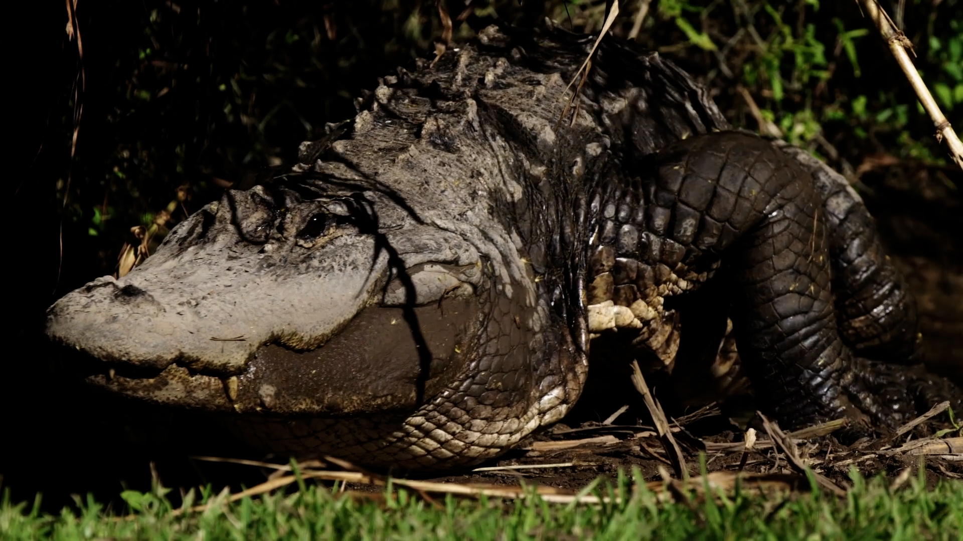 Fierce predators against nature | Seasons of the wild