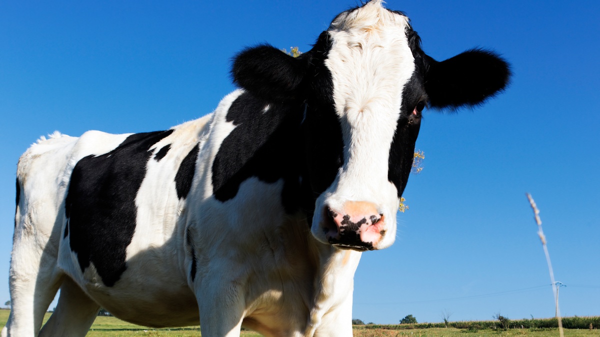 8 reasons why cows might be more amazing than you imagined