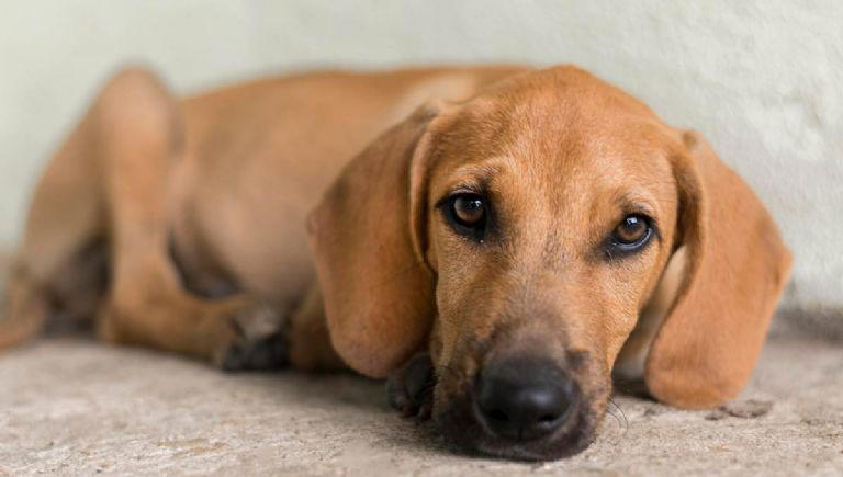 Comida enlatada para perros tendría altos niveles de plomo, revela ...