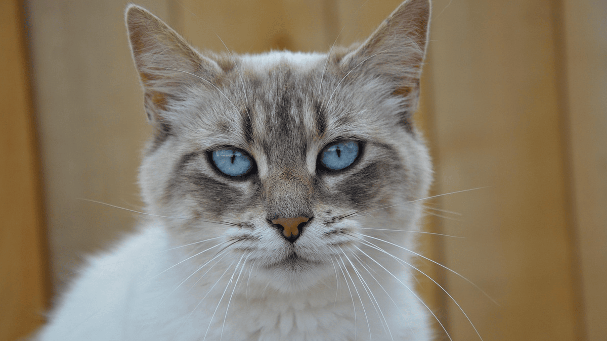 When a cat truly loves you, it will make sure to let you know every day ...