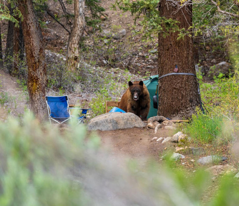 What is Colorado’s most dangerous animal?