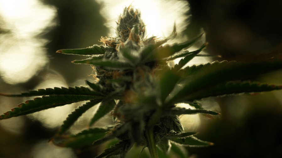 Kentucky bills seek to 'modernize' cannabis laws, put recreational use ...