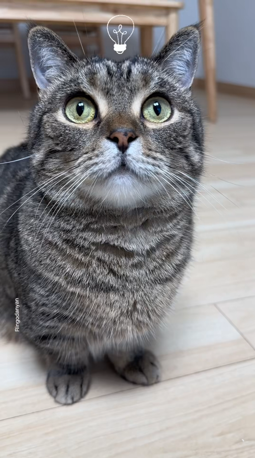 Revolutionize cat care with the Petlibro Luma litter box
