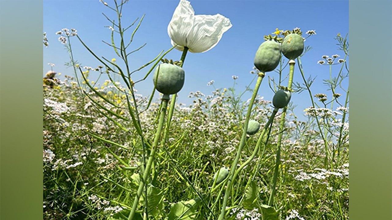 Rs 5 crore worth opium plants destroyed in Odisha's Satkosia wildlife ...