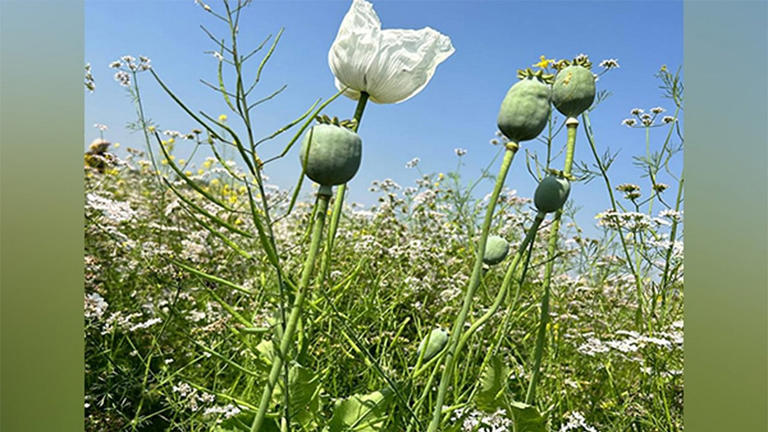 Rs 5 crore worth opium plants destroyed in Odisha's Satkosia wildlife ...