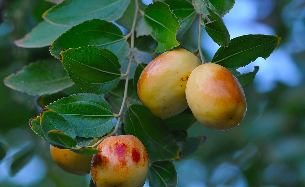 Better sleep to immunity, 5 reasons to add ber fruit or Indian jujube ...