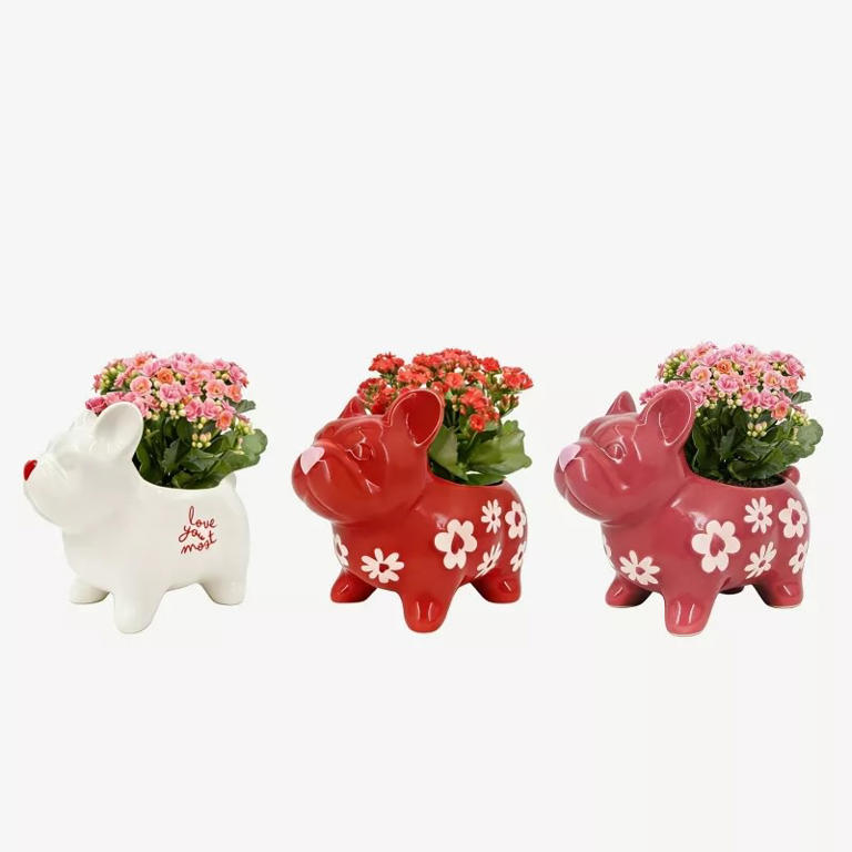 Grab Target's adorable $10 French bulldog planters for Valentine's Day